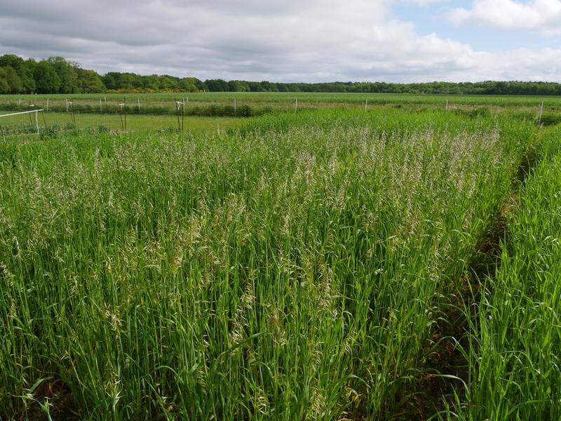 Couvert d’interculture : quelles sont les variétés et espèces adaptées ...