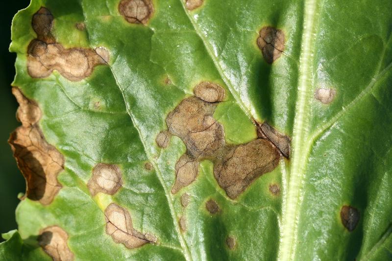 Maladie : la ramulariose se développe sur betterave à la faveur de ...