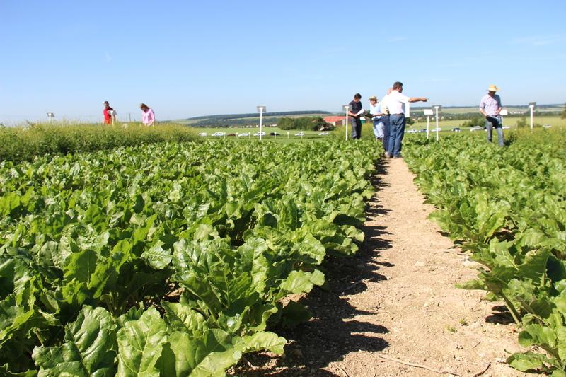 RAGT Semences en passe d’acquérir le groupe Deleplanque | Réussir ...
