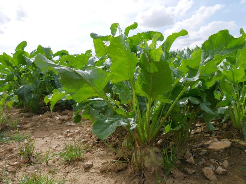 Betterave sucrière : du bon et du moins bon à prévoir en rendement et ...