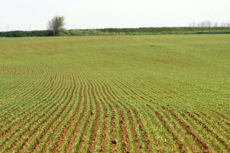Orge de printemps semée à l’automne : comment bien piloter ses apports ...