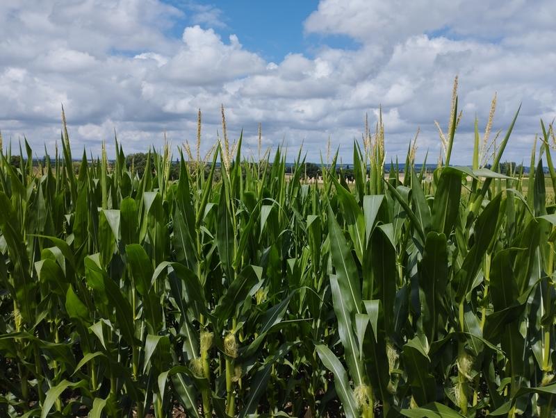 Maïs grain : un prix 2025 bien inférieur aux charges de production des ...