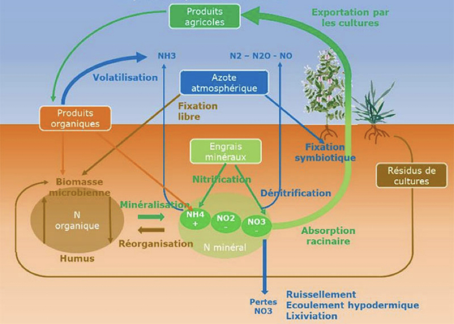 Diagramme Du Cycle De L'azote Vierge