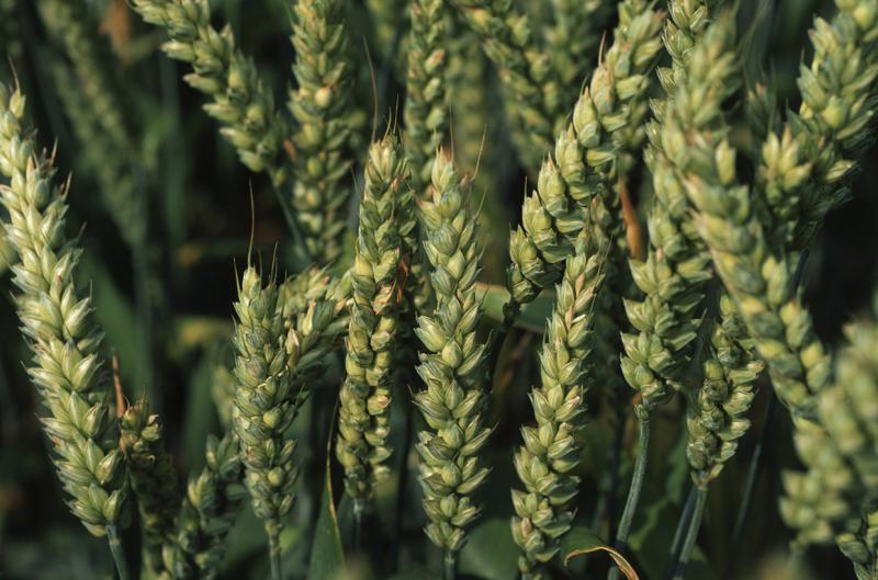 Les exportations de blé tendre dopées par un prix compétitif | horizons