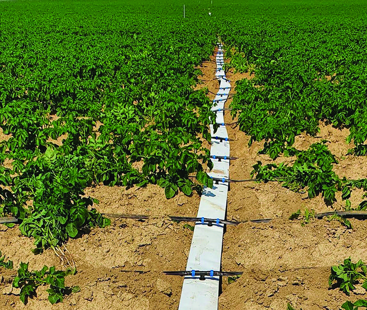 Produire plus et mieux grâce à l’irrigation de précision | horizons