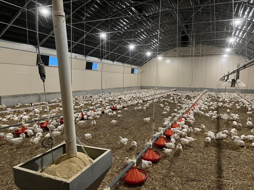 Aviculture : l’alimentation, élément clé de l'élevage | horizons