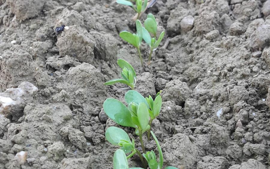 L’implantation du lin de printemps, l’étape clé de la bonne conduite de ...