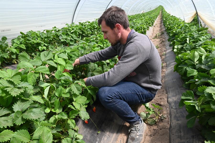 La récolte des fraises se déroule correctement en Loir-et-Cher | horizons