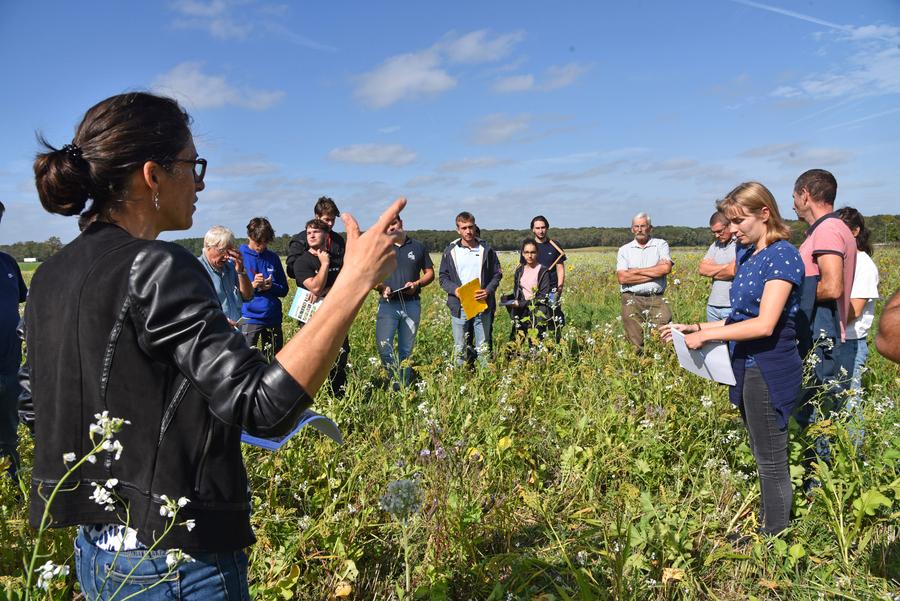 Cipan semés au drone : expérimentation aux bénéfices multifactoriels ...