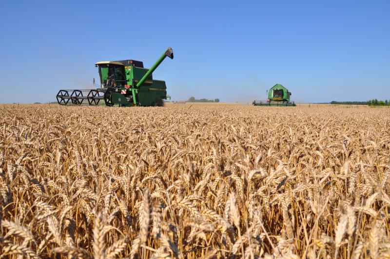Récolte 2016 : 78 % de blé tendre classés Medium (FranceAgriMer) | horizons