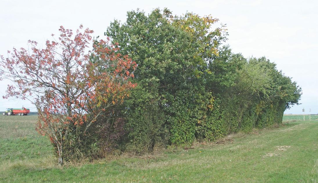 La Driaaf déploie des aides pour la plantation de haies | horizons