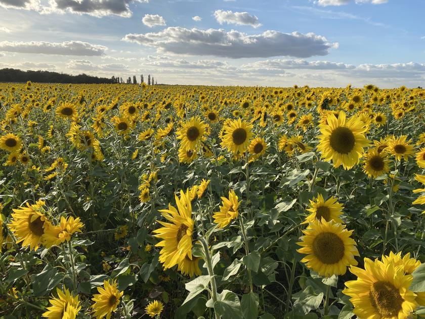 Pac 2024 : BCAE 7, une rotation obligatoire | horizons