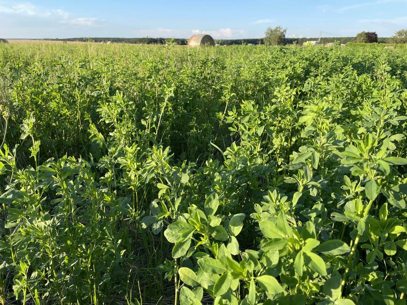 Comment choisir son couvert d’interculture ? | horizons