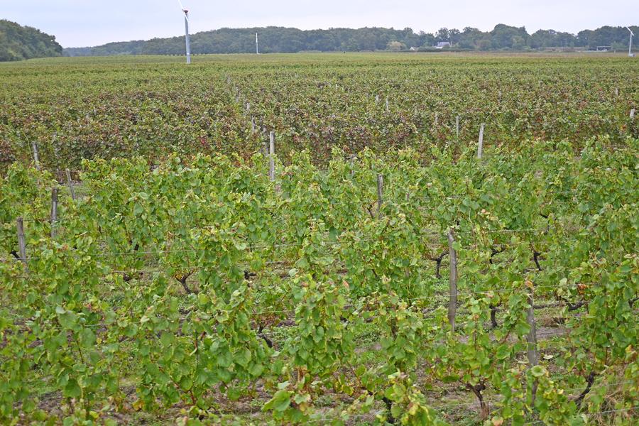 Les indices des fermages viticoles sont actualisés en Loir-et-Cher ...