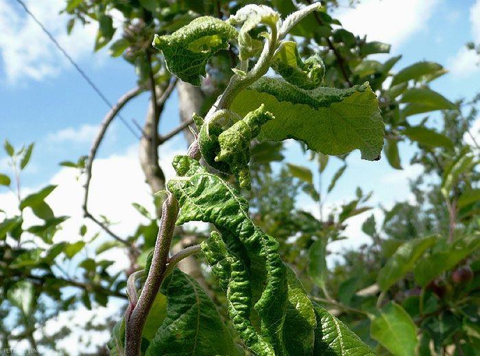 Fruit 2050 : quels leviers en étude pour la protection sanitaire des ...