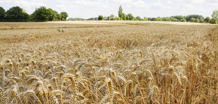 Fonds d’urgence exceptionnel pour la filière céréalière et ...