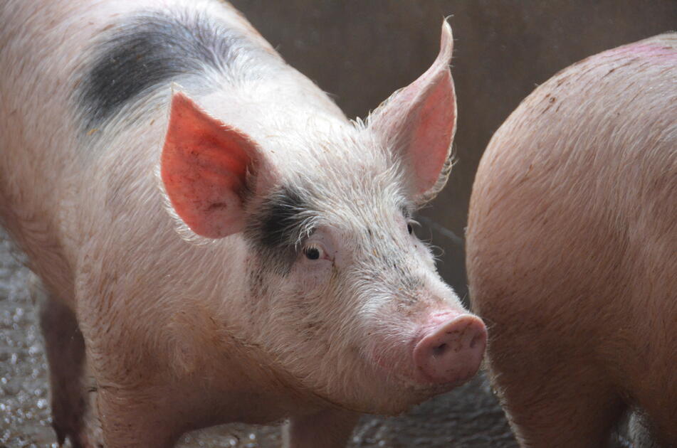 Nutrition animale : la filière porcine cherche à réduire son empreinte ...