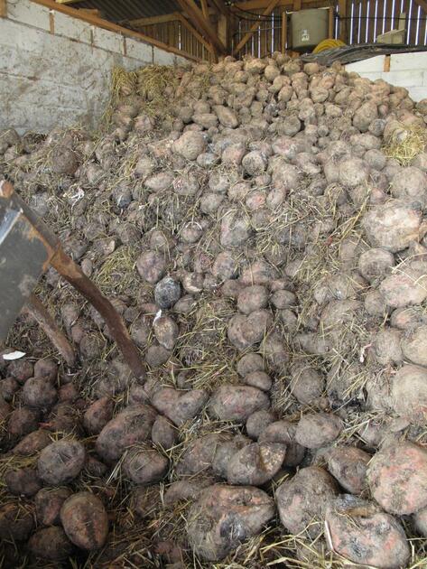 Betterave fourragère : Les résultats variétaux 2014 sont en ligne ...