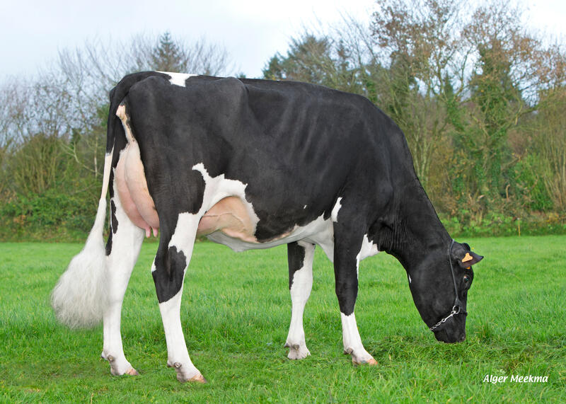 En Holstein, des taureaux sans cornes à plus de 200 points d’ISU ...