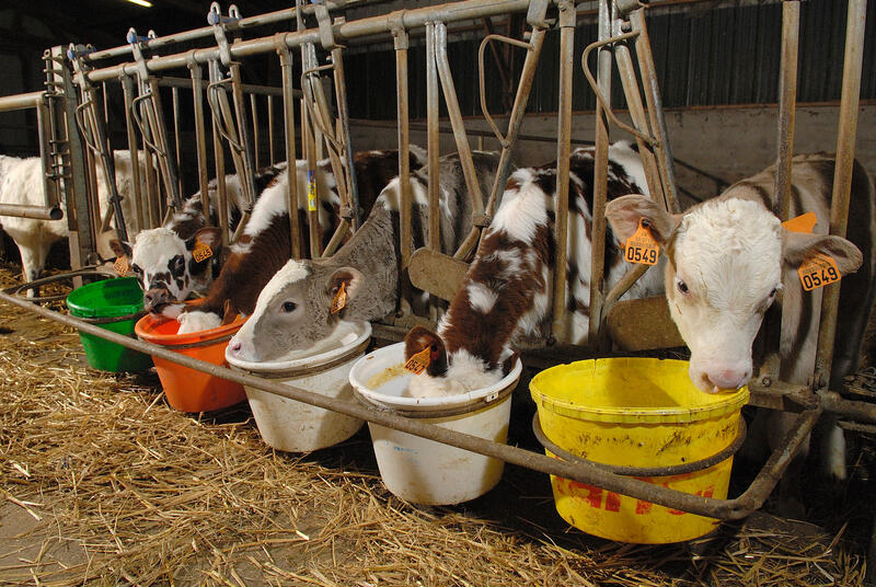 Veaux laitiers : les bons repères pour leur mise en marché | Réussir lait