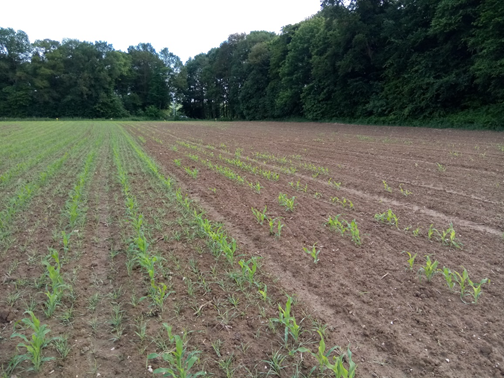 Dégâts sur maïs : les corbeaux ont été dupés par le blé | Réussir lait
