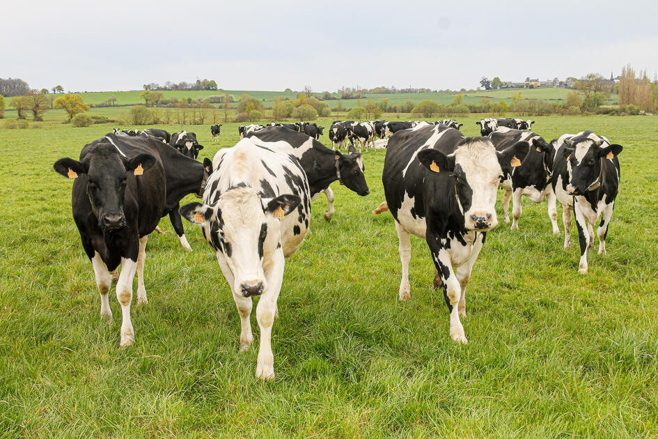 Optimisez la vie productive de vos vaches | Réussir lait