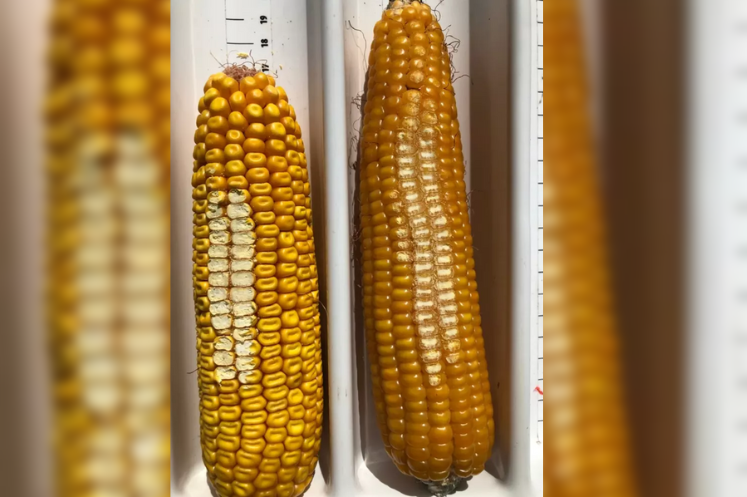 Gagner en souplesse d’utilisation avec les maïs dentés farineux ...