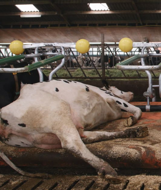 Innov’Space 2023 | CowHouse : Dreamstall, la logette tout confort ...