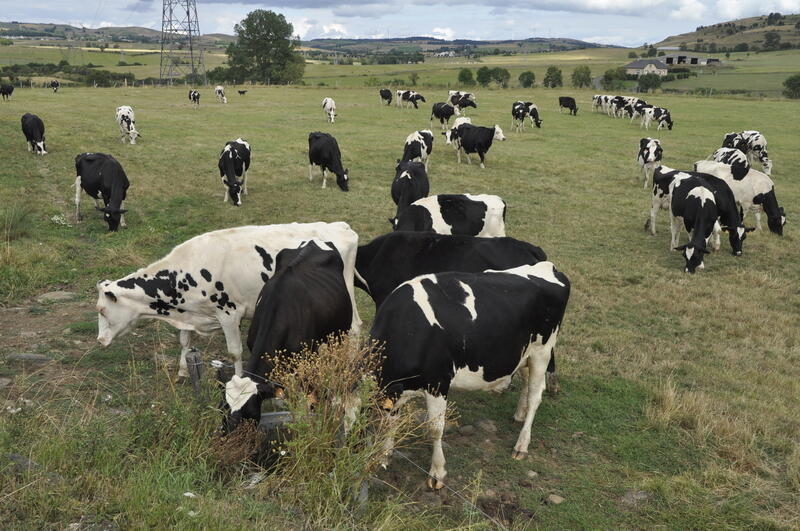 Sommet de l’élevage : le Massif central mise sur des élevages herbagers ...