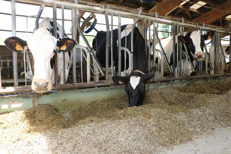 Méthane : Bovaer donne des résultats prometteurs dans cinq fermes ...