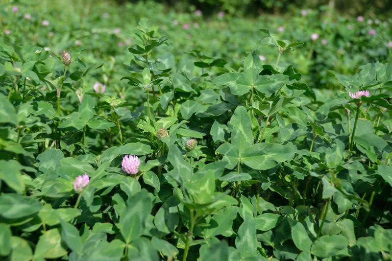 Fourrages : le trèfle violet, une légumineuse à reconsidérer pour vos ...