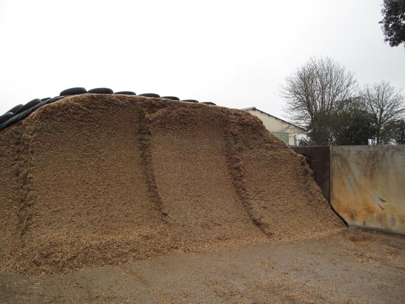 Ensilage maïs 2023: trois conseils pour les valoriser au mieux ...