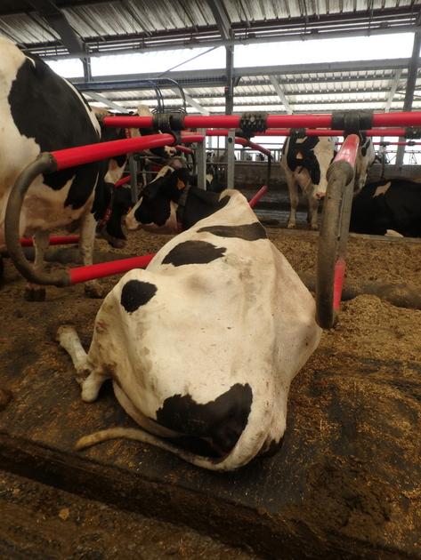 Plus de confort avec les matelas de logette à eau | Réussir lait
