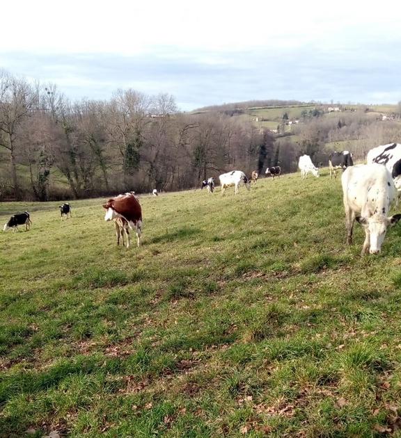 Pâturage hivernal : « En Rhône-Alpes, des petits paddocks pour allonger ...