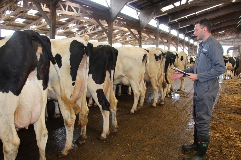 « Nous avons réduit de 20 % le nombre de boiteries sur notre élevage ...