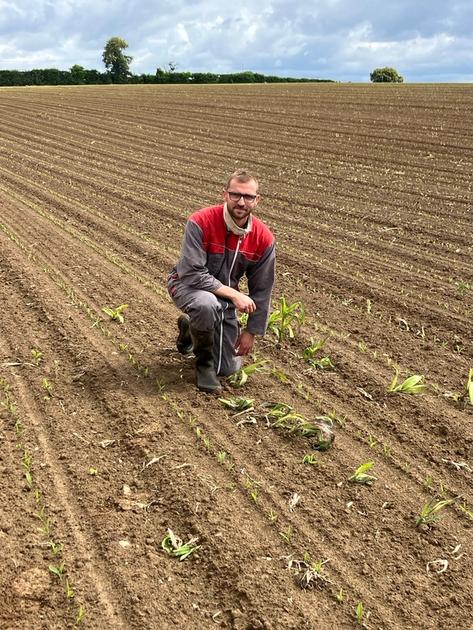 Attaques de géomyze : « Nous avons dû ressemer 50 hectares de maïs ...