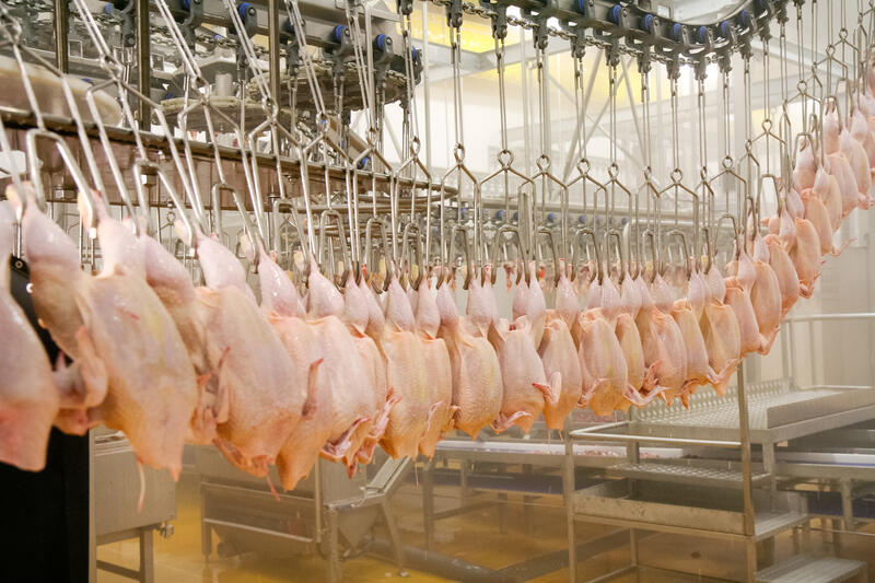 La production mondiale de volaille bat un record (2023) | Les Marchés ...