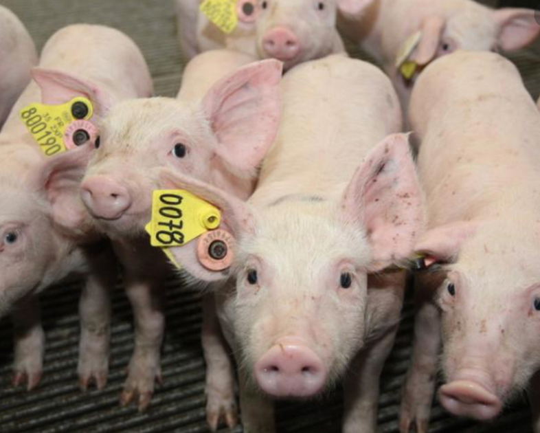 Castration des porcs : L'AOP Porc Grand Ouest revalorise les porcs ...