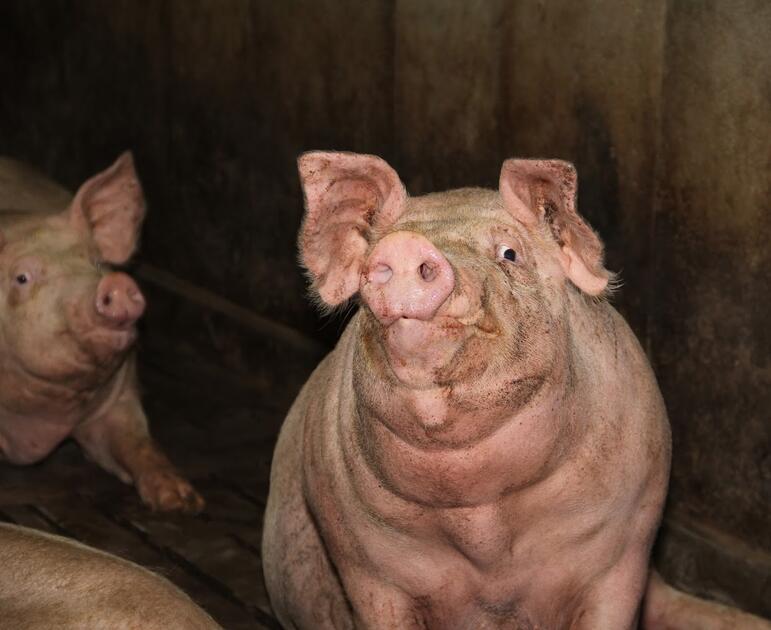 Le prix du porc au plus bas en un an au Marché du porc français | Les ...