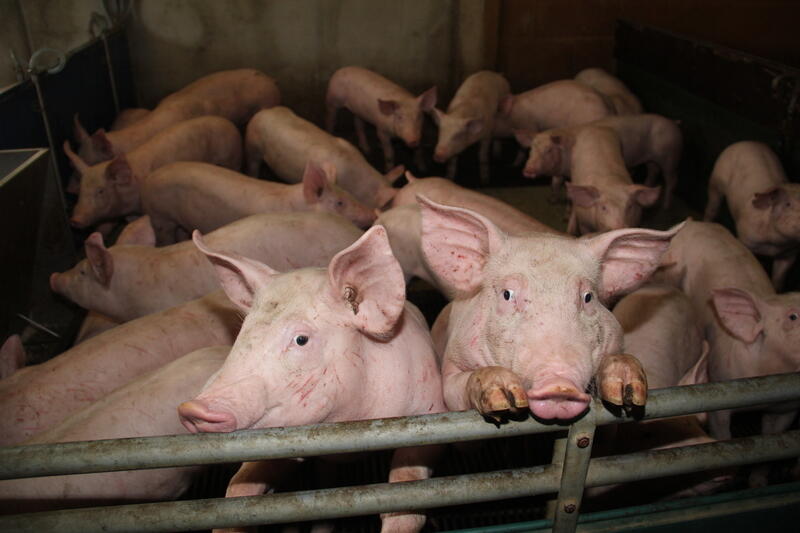 Porc : pause dans la baisse ou plancher atteint ? | Les Marchés by Réussir