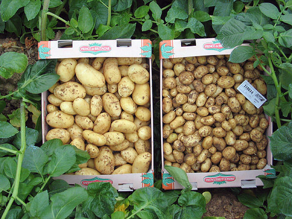 Pommes de terre | Une campagne primeurs plutôt positive en 2018 ...