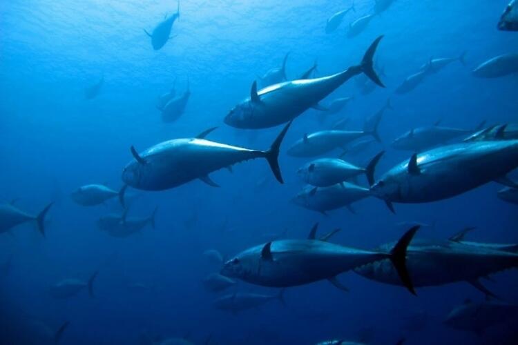 Le thon bientôt certifié Aenor en Espagne | Réussir Les Marchés