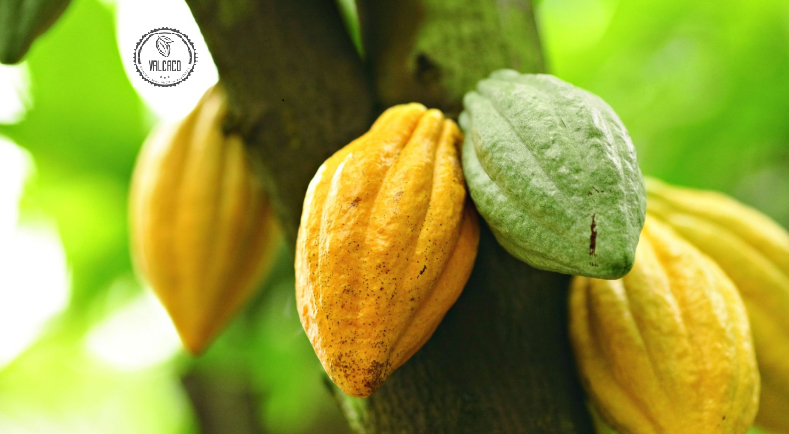 Valcaco : le cacao de Martinique renaît de ses cendres | Les Marchés by ...