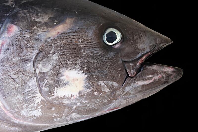 Le WWF dénonce la certification MSC d'une pêcherie de thon rouge | Les ...