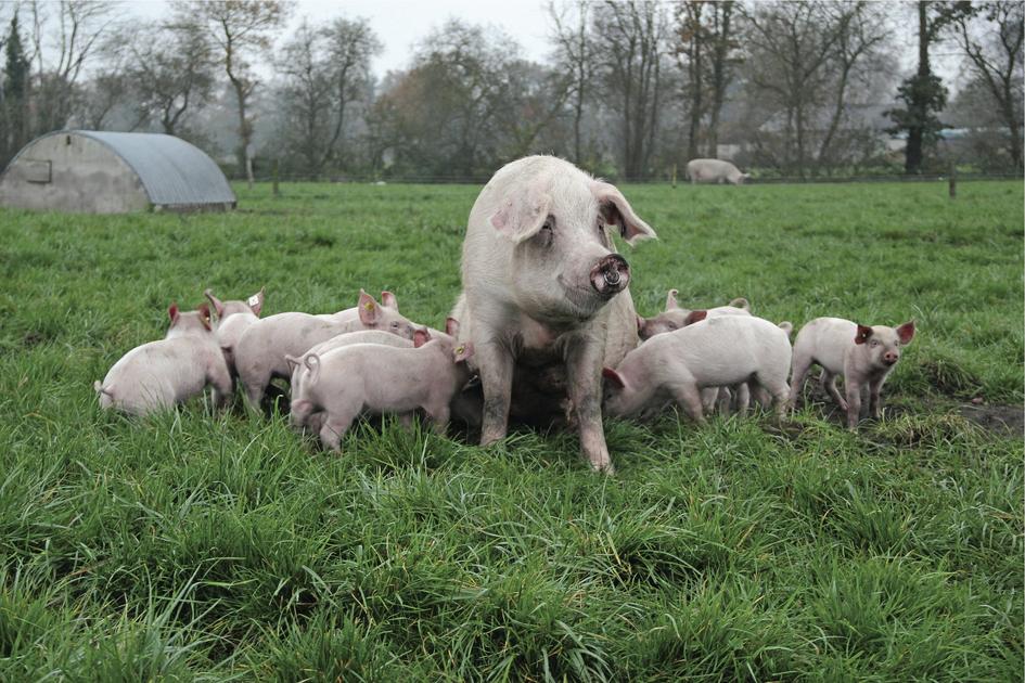 Porc bio : « Désormais, il n'y a presque plus de déclassement de porc ...