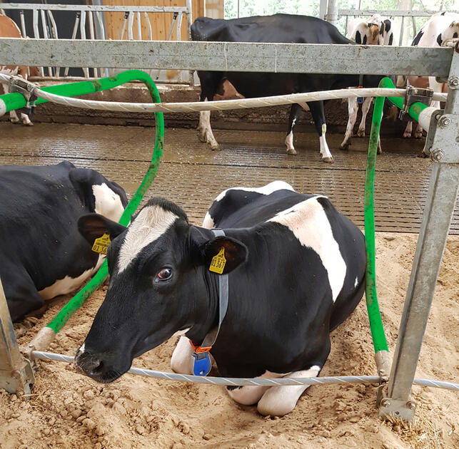 Patura - Une logette flexible pour le confort des vaches | Réussir ...