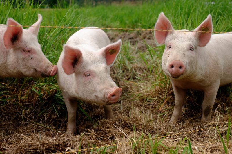 Div'Porc recrute des éleveurs pour le programme Grand Porc Premium ...