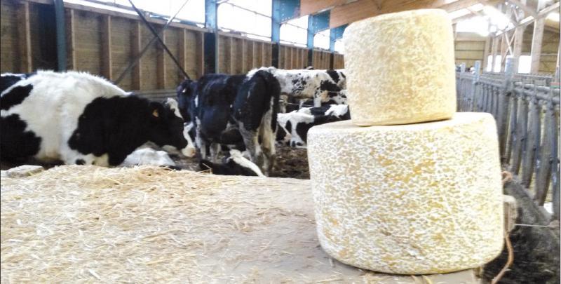 Optimisation économique et qualité du lait, le grand chantier du CIF ...