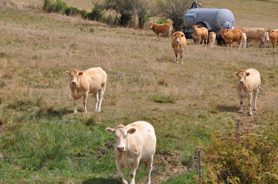 Sommet de l'Elevage | Quel est le plan pour l'élevage ? | Agriculture ...