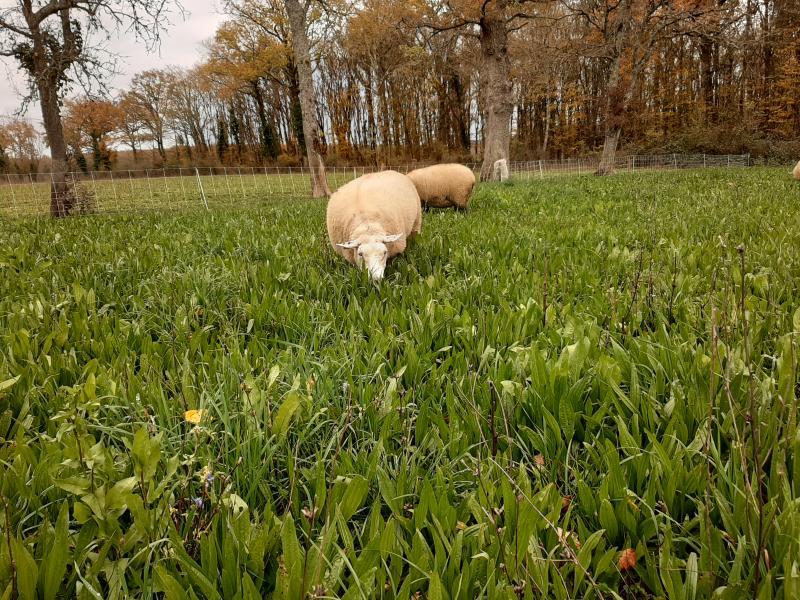 Le pâturage dynamique en ovin allaitant bio | Agriculture Massif central | PAMAC